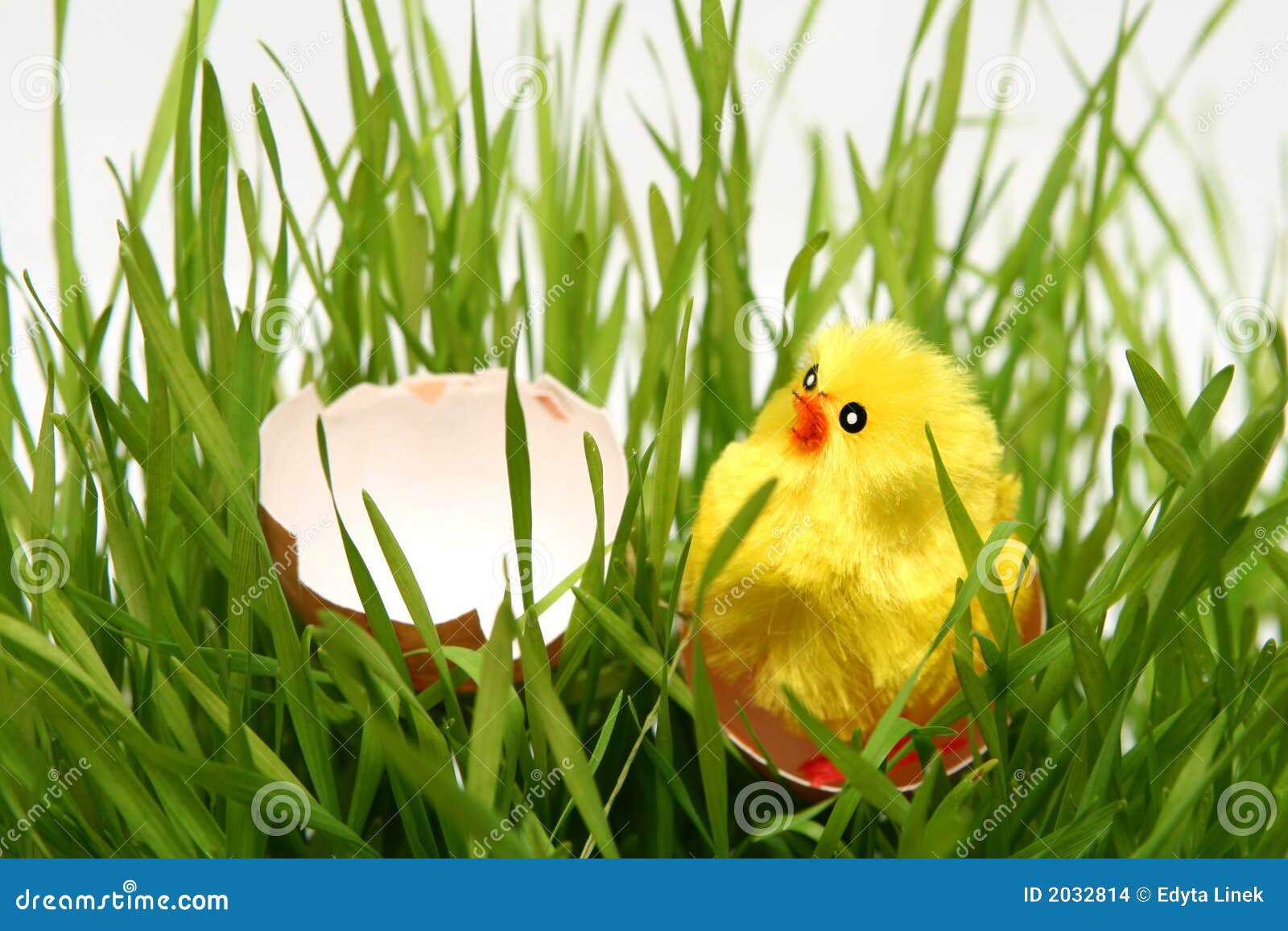 Easter chicken stock photo. Image of celebration, lawn - 2032814