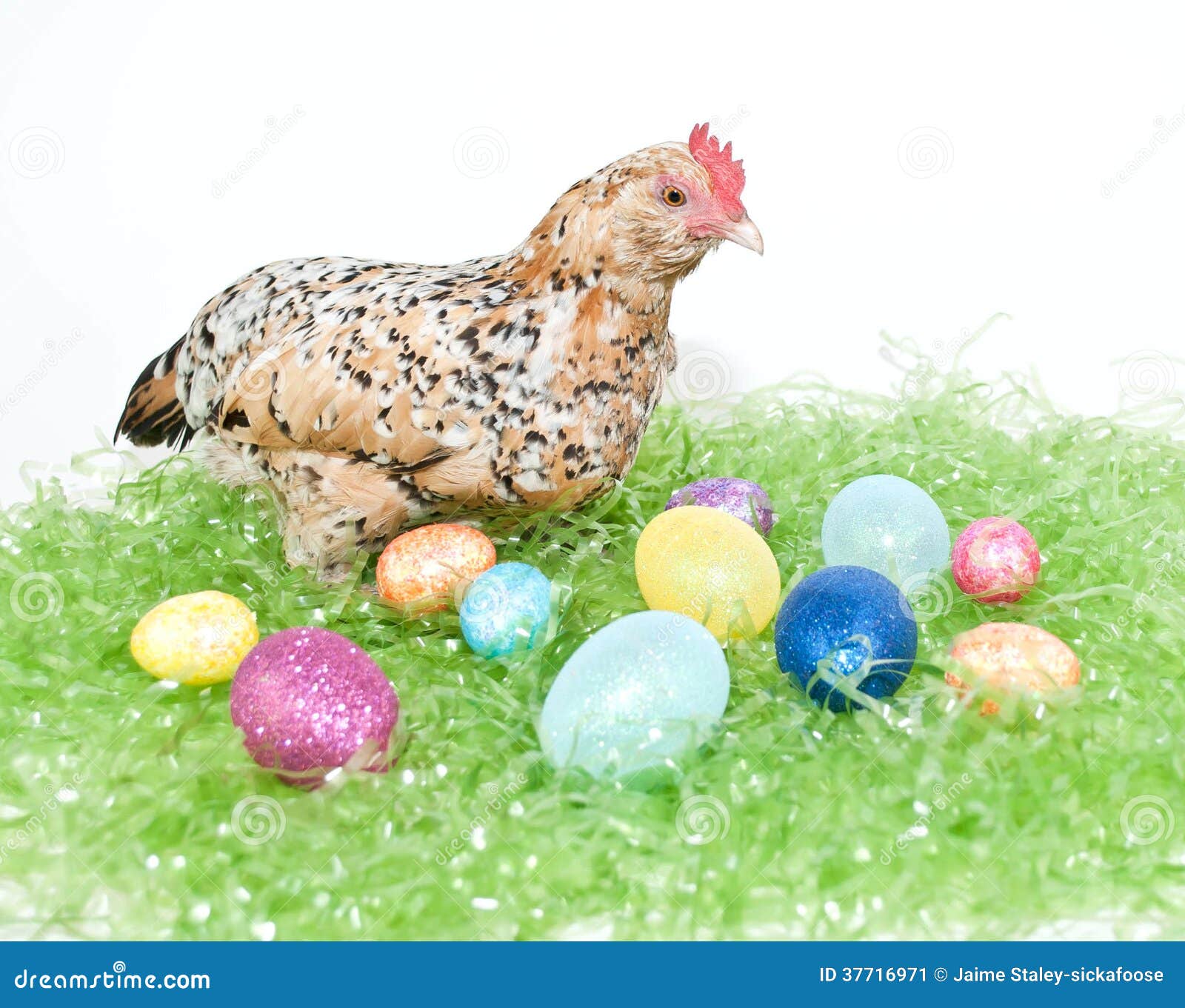 Easter Chicken stock image. Image of card, background - 37716971