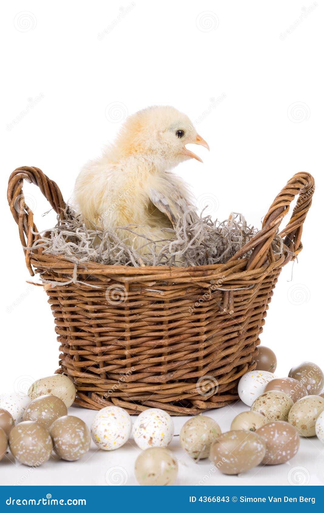 Easter chicken stock image. Image of baby, seasonal, hatched - 4366843