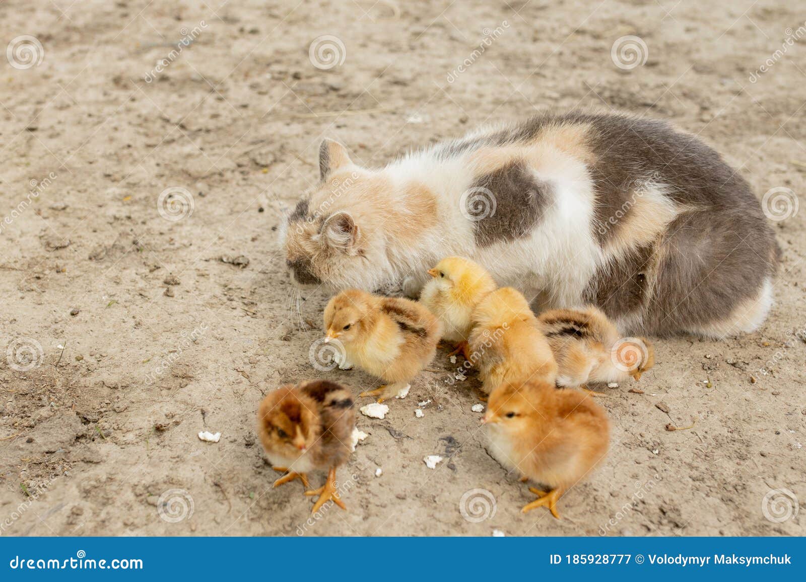 Easter Chicken Eating with Kind Cat. Friends Stock Image - Image of ...