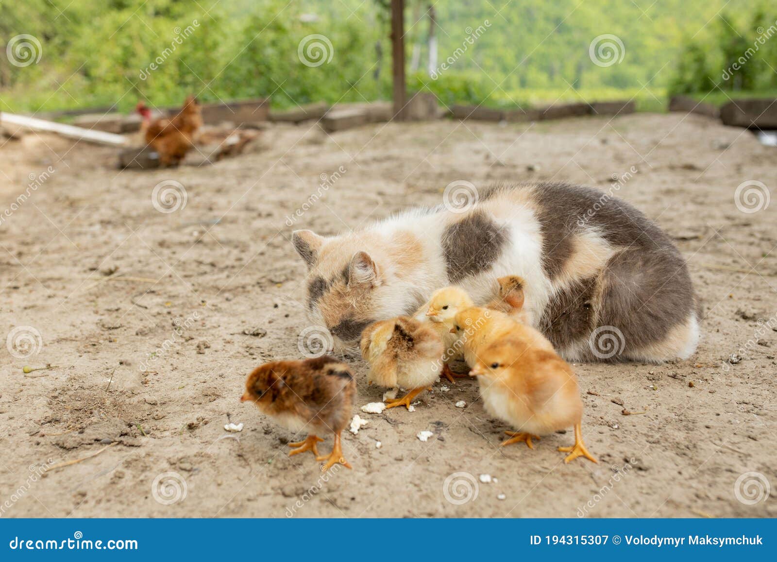 Easter Chicken Eating with Kind Cat. Friends Stock Image - Image of ...