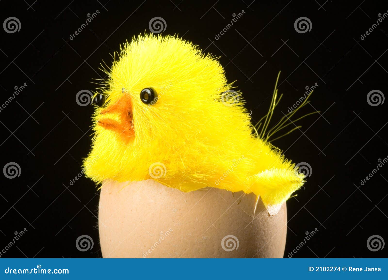 Easter Chicken on Egg Shell Stock Photo - Image of humor, funny: 2102274 Easter Chicken on Egg Shell Stock Photo - Image of humor, funny: 2102274