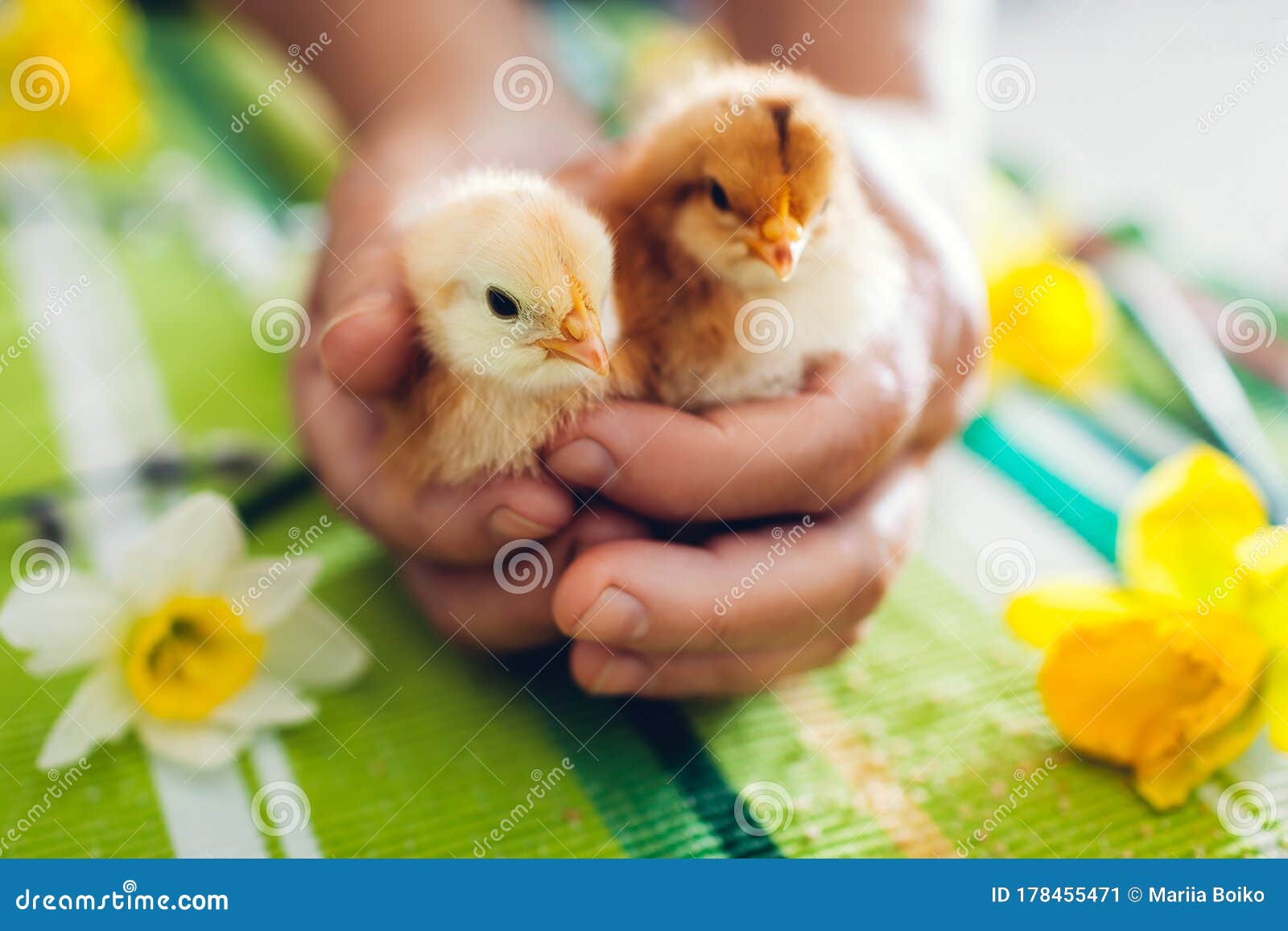 Easter Chicken. Little Orange Chicks Sitting in Hands among Flowers and ...