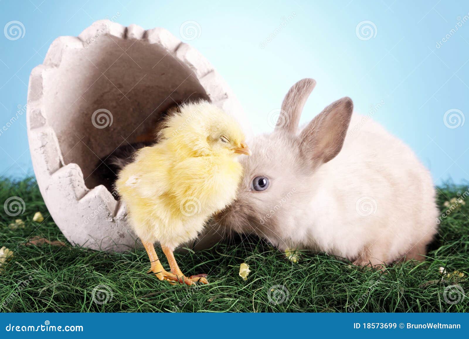 Easter chicken and rabbit! stock image. Image of springtime - 18573699