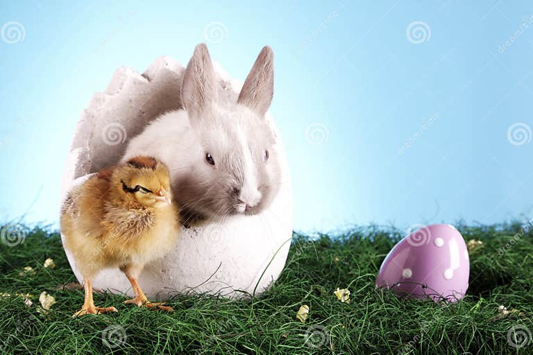 Easter chicken and rabbit! stock photo. Image of springtime - 18574532