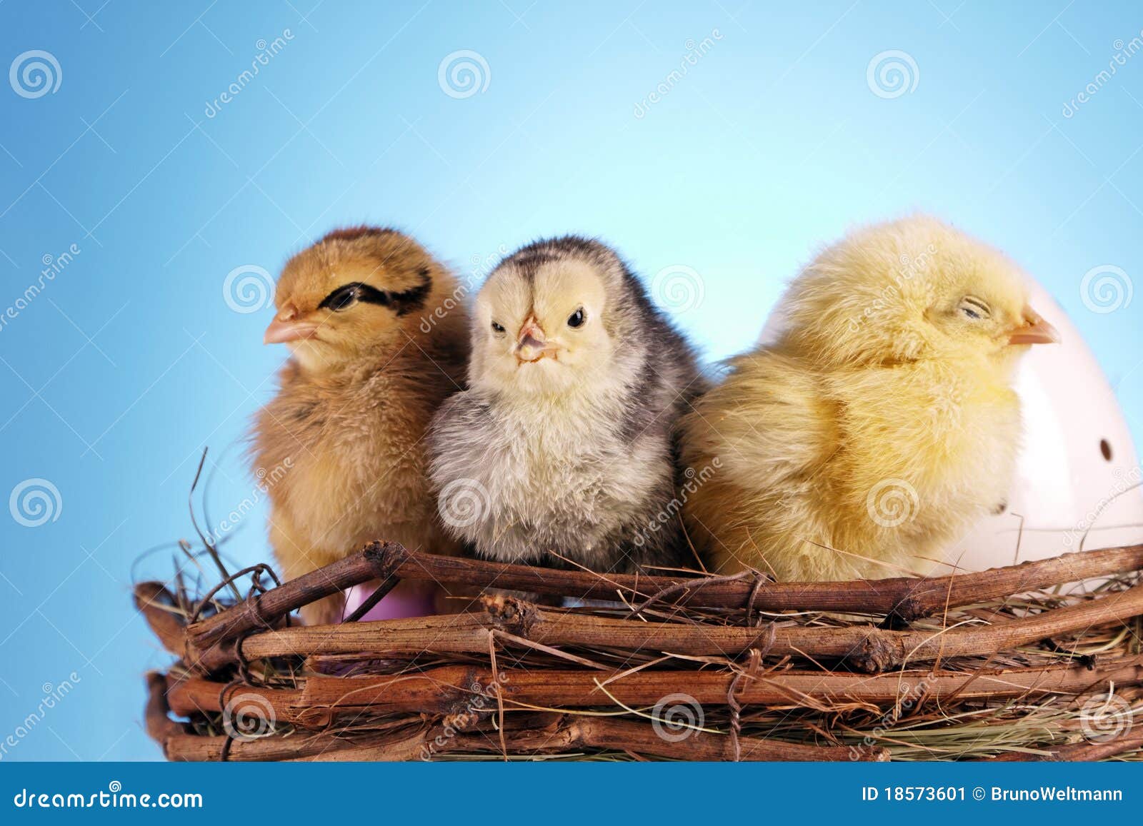 Easter chickens stock image. Image of spring, holiday - 18573601