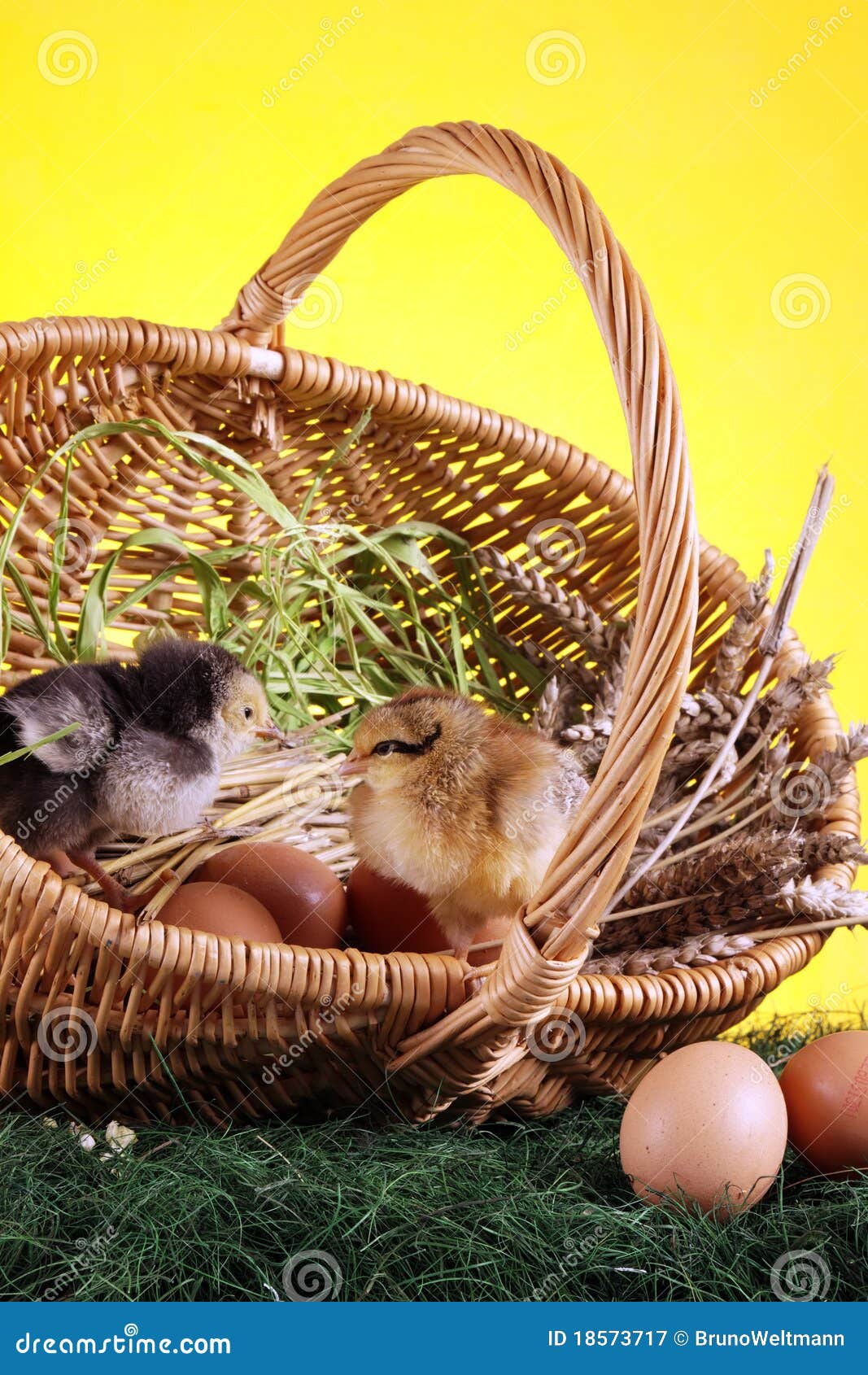 Easter chickens stock image. Image of animal, sweet, blue - 18573717