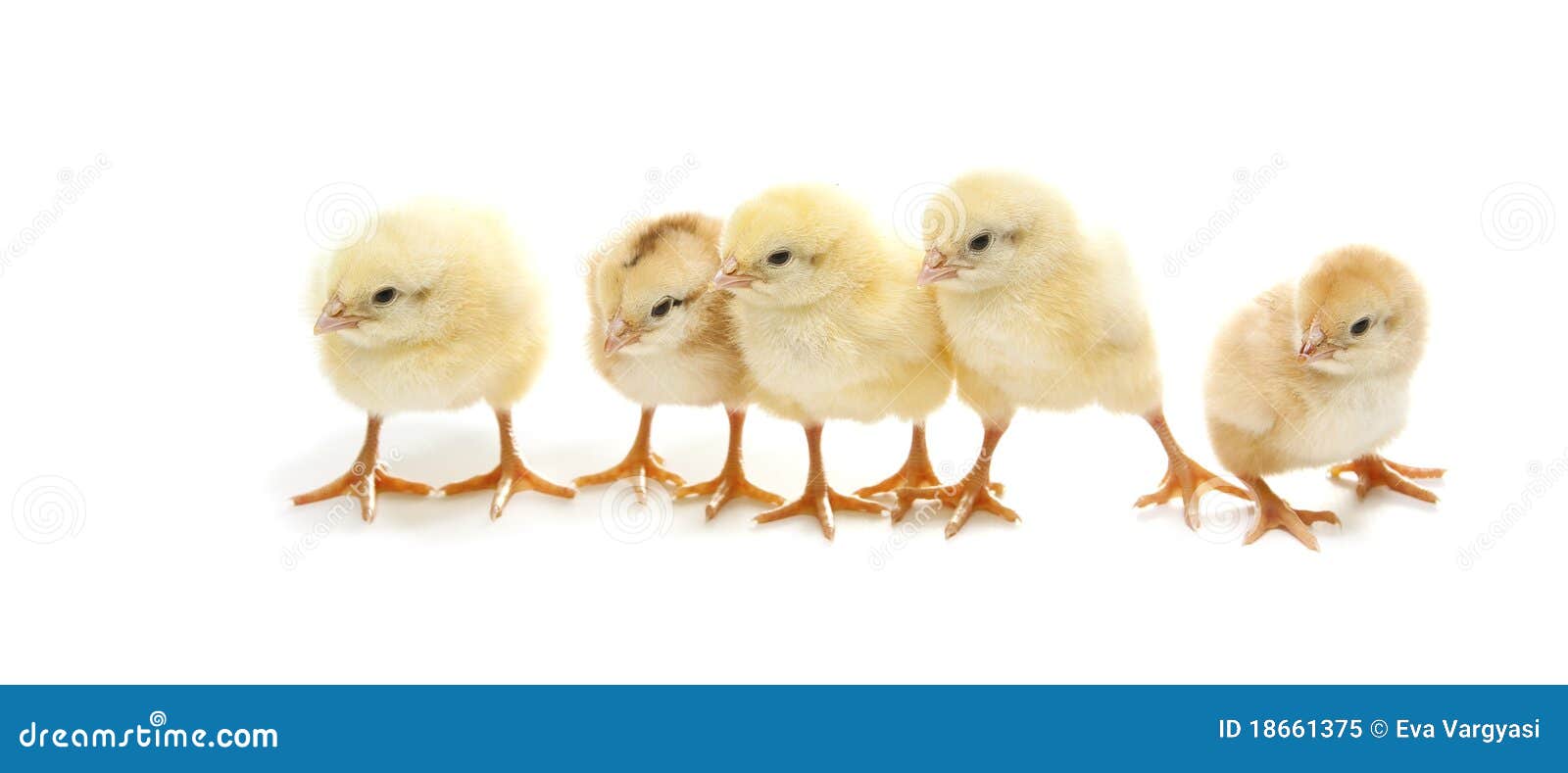 Easter chickens stock image. Image of fuzzy, bird, funny - 18661375