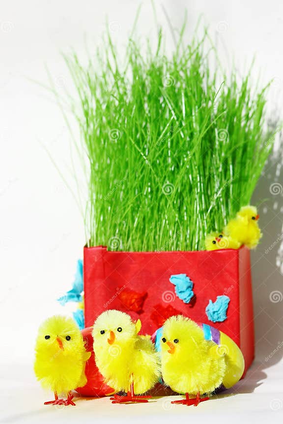 Easter chickens stock photo. Image of pastures, season - 21475108
