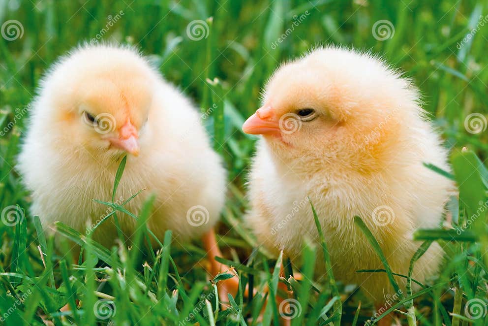 Easter chicks stock image. Image of beginning, food, poultry - 12702153