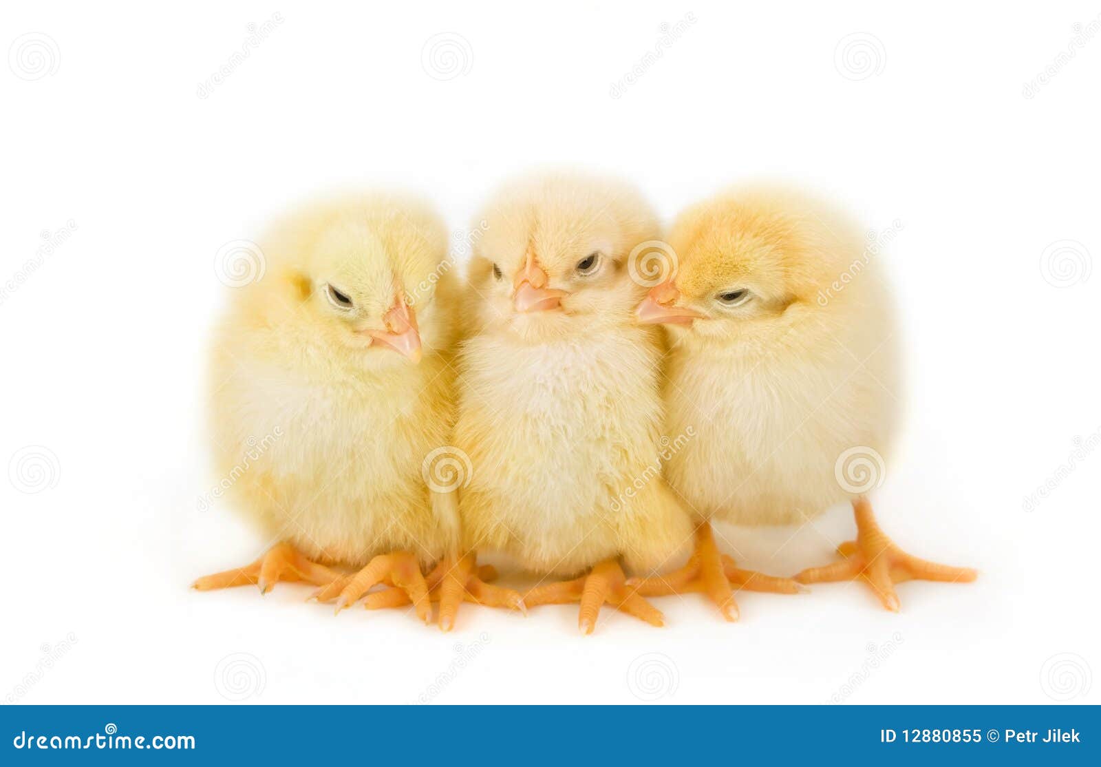 Easter chicks stock image. Image of bird, holiday, chick - 12880855