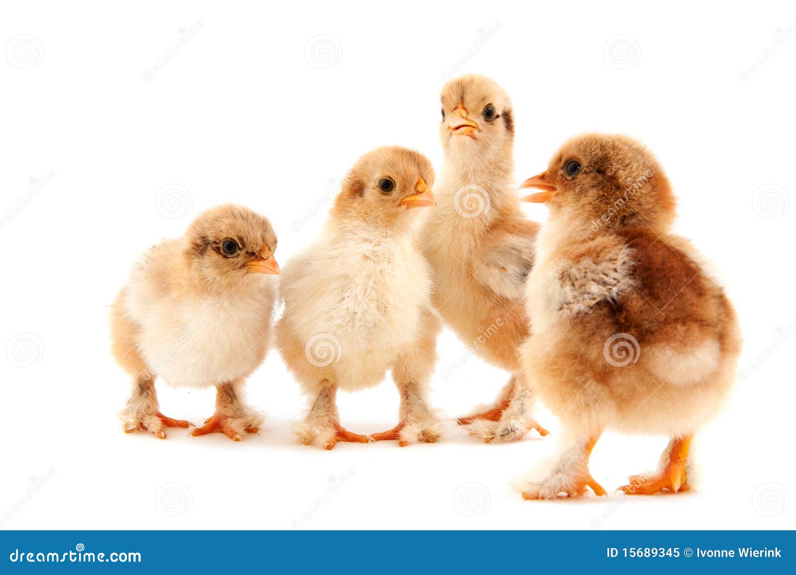 Easter chicks stock image. Image of background, isolated - 15689345
