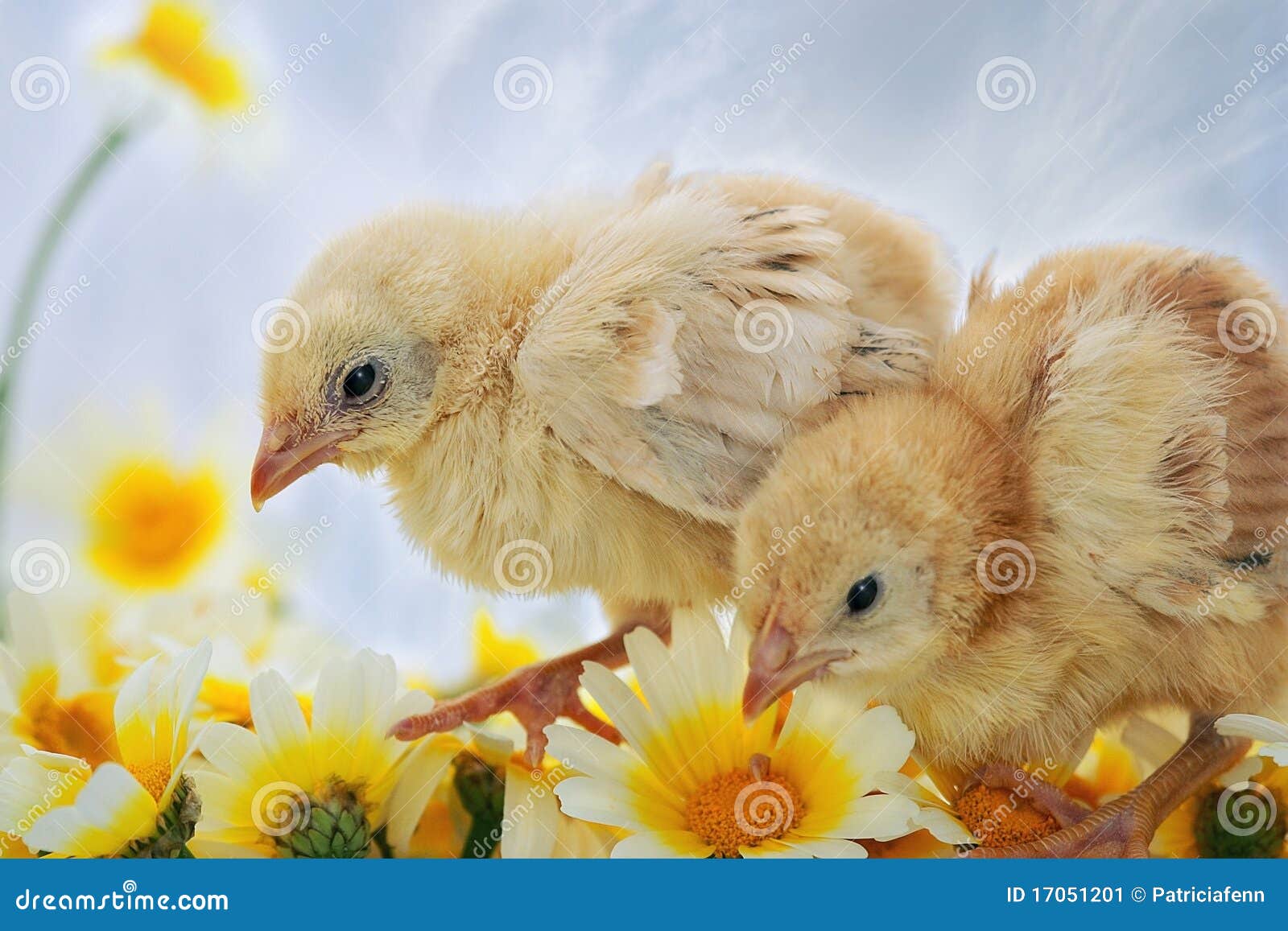 Easter chicks stock image. Image of card, young, blue - 17051201