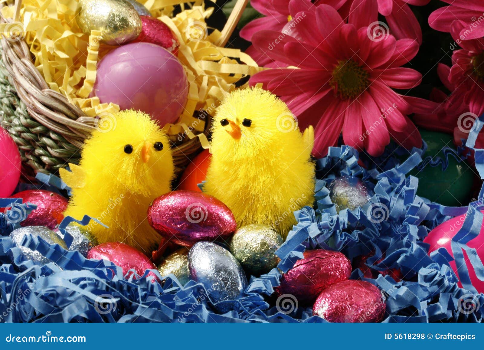 Easter Chicks stock photo. Image of belief, chicken, daisies - 5618298