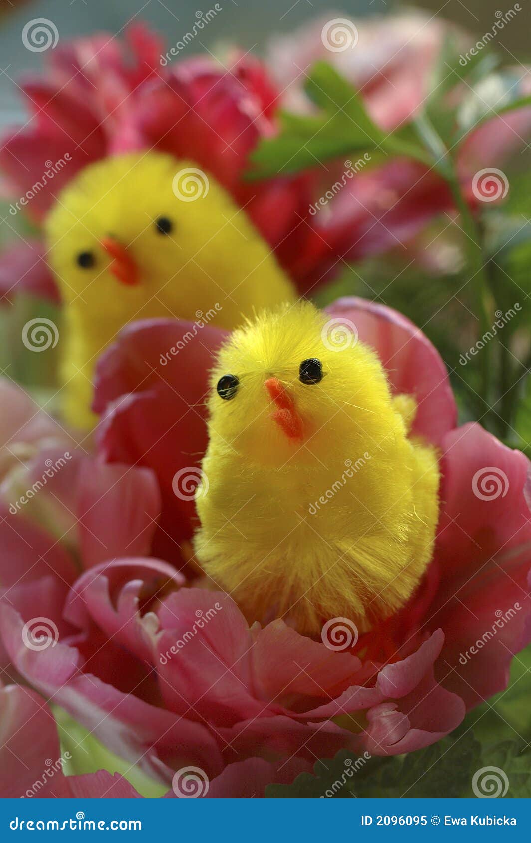 Easter Chicks in Flower Field Stock Image - Image of easter, soft: 2096095