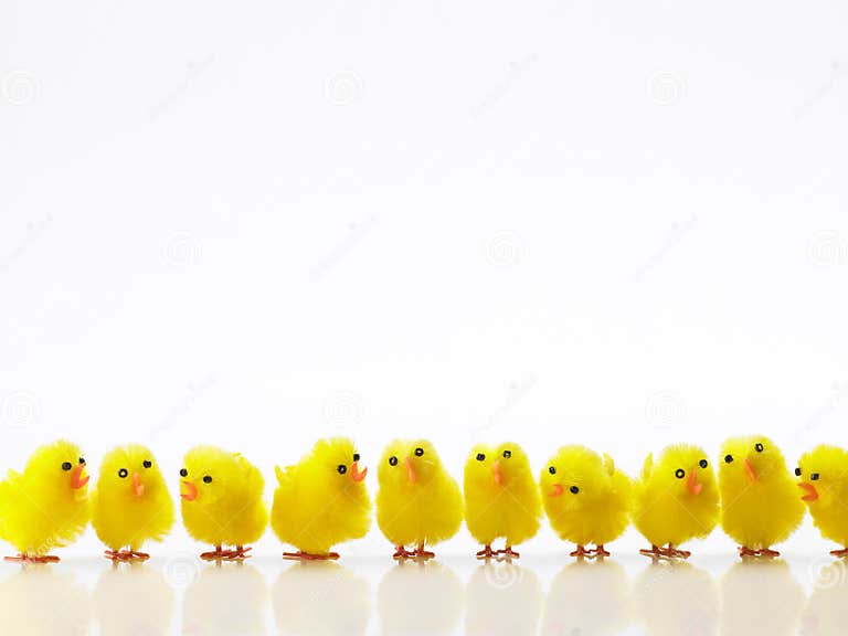 Easter Chicks in a Row stock photo. Image of large, event - 8756260