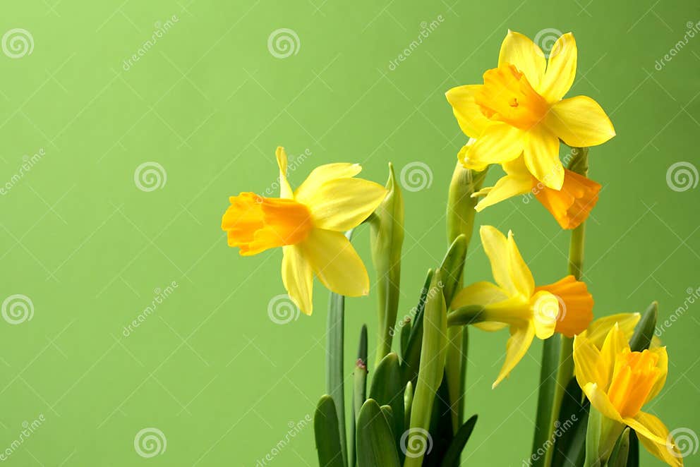 Easter coming soon stock photo. Image of jonquil, easter - 4249480