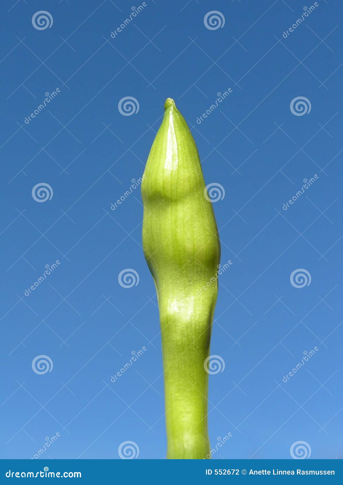 7,198 Daffodil Bud Stock Photos - Free & Royalty-Free Stock Photos from ...