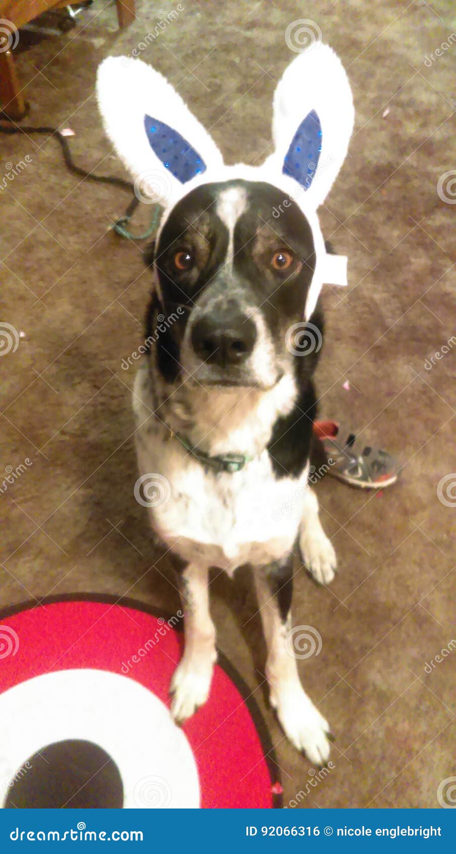 Easter dog stock photo. Image of bunny, easter, pets - 92066316