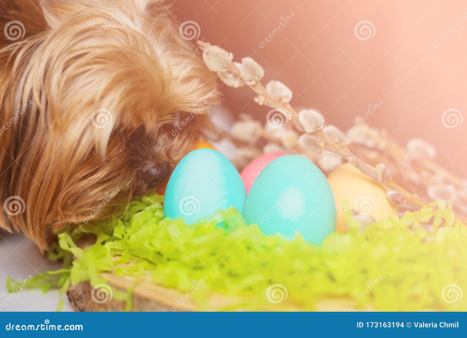 Easter Dog Yorkshire Terrier with Eggs Stock Photo - Image of portrait ...
