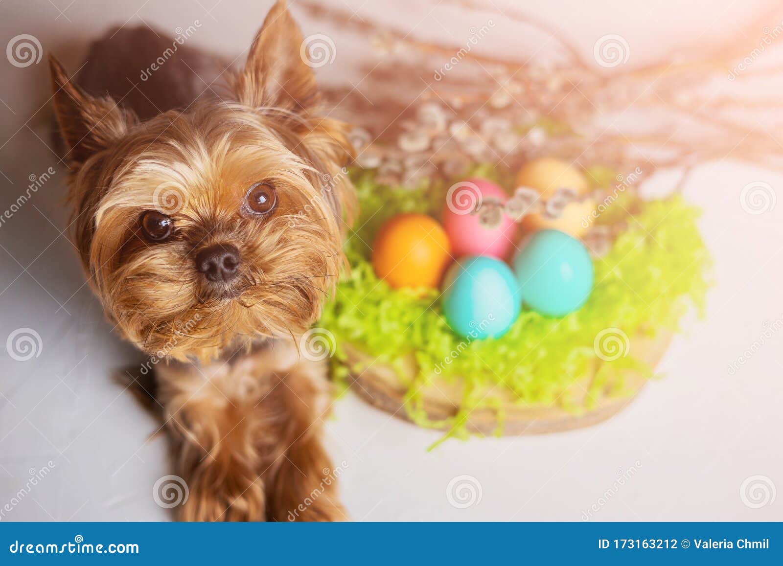 Easter Dog Yorkshire Terrier with Eggs Stock Photo - Image of terrier ...