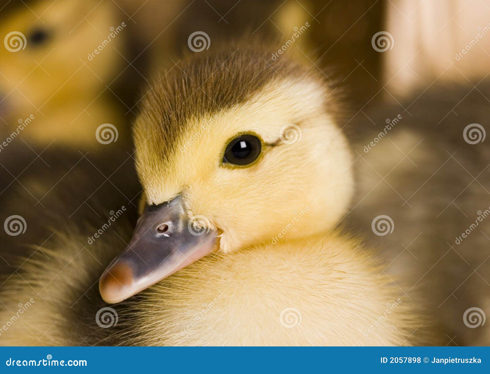 Easter duck stock photo. Image of animal, holiday, duck - 2057898