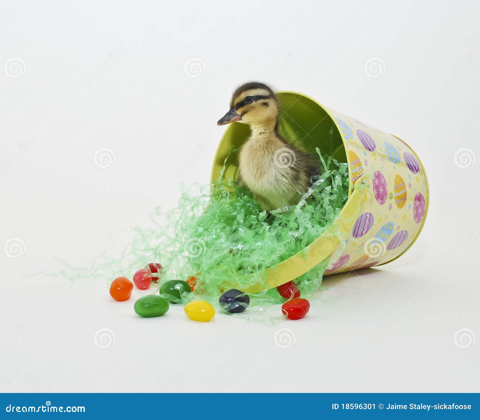 Easter Duckling stock image. Image of duckling, duck - 18596301