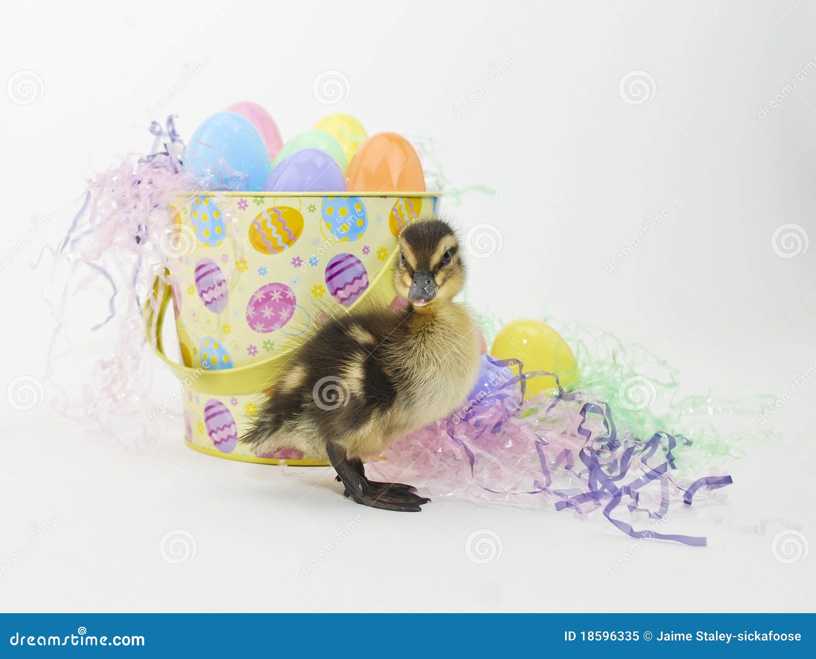 Easter Duckling stock image. Image of spring, white, baby - 18596335