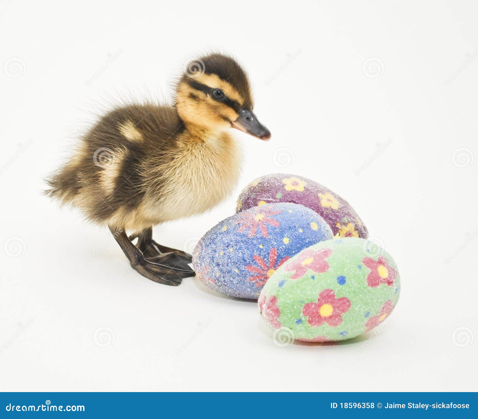 Easter Duckling stock photo. Image of young, blue, color - 18596358