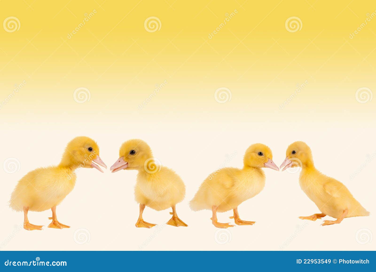 Easter ducklings border stock image. Image of yellow - 22953549