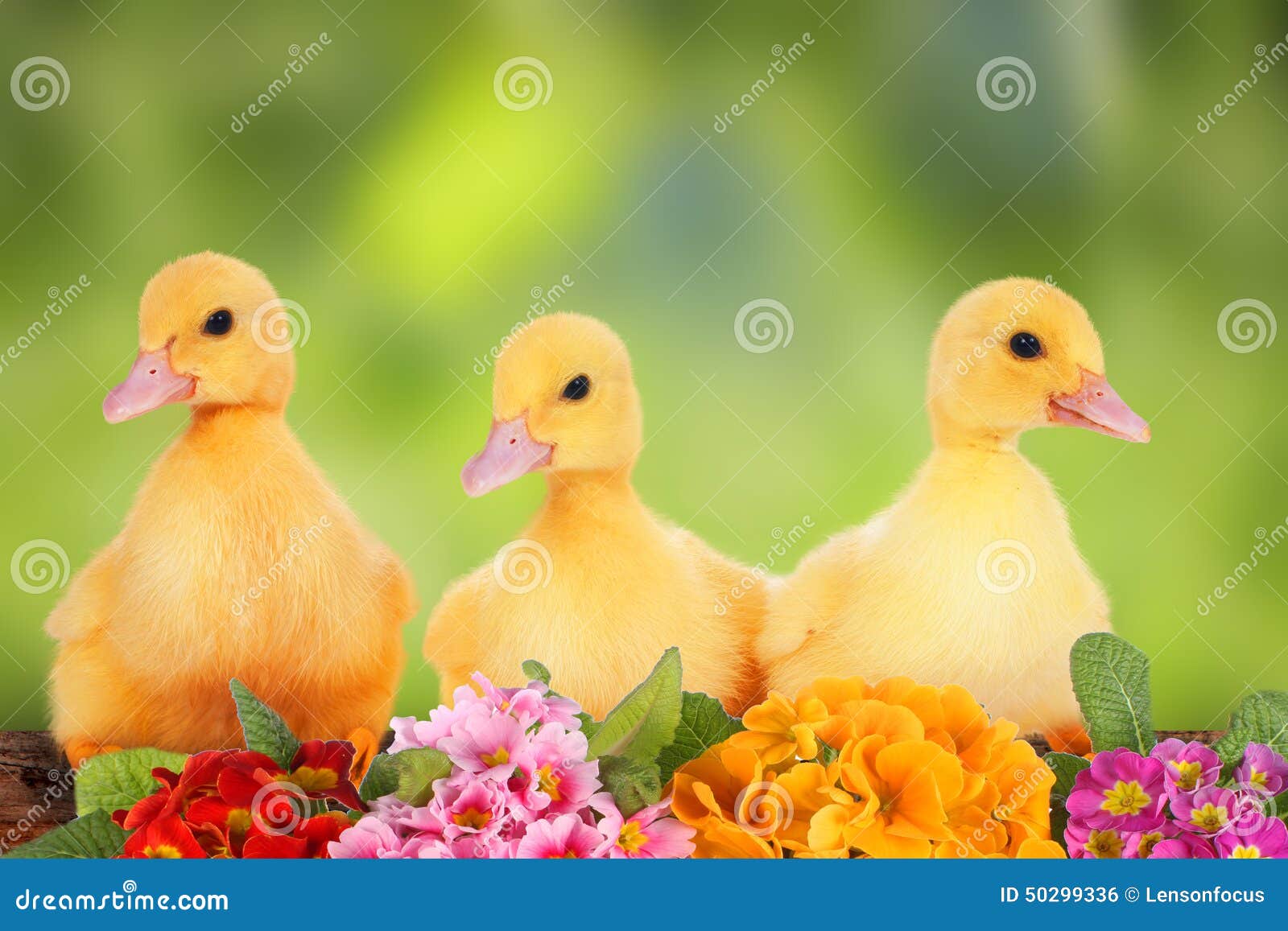 Easter ducklings stock photo. Image of holidays, color - 50299336