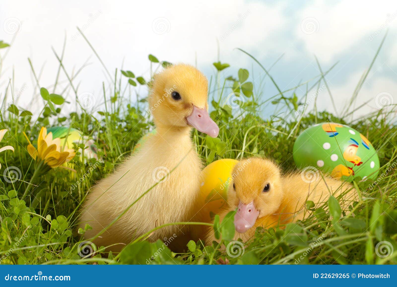Ducklings On A Grass In The Garden, Drinking A Water. Cute Baby Ducks ...