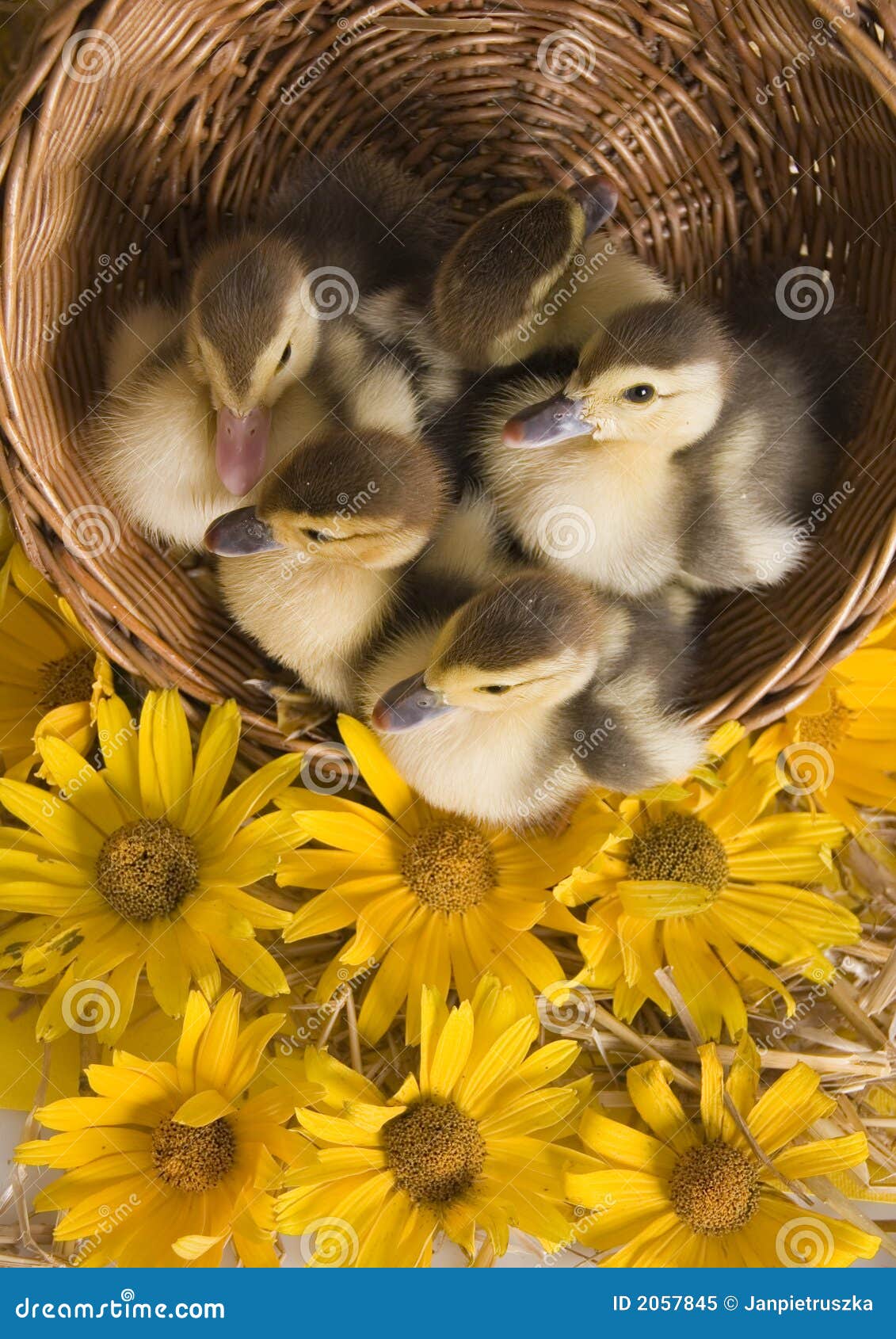 Easter ducks stock image. Image of birds, straw, animal - 2057845