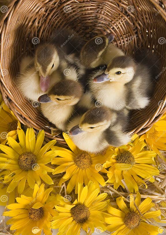Easter ducks stock image. Image of birds, straw, animal - 2057845