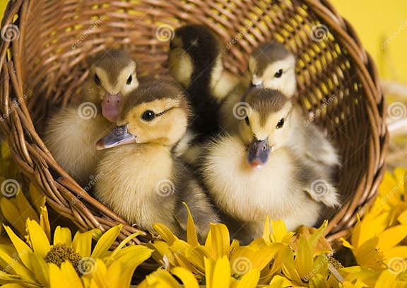 Easter ducks stock photo. Image of chicks, anatidae, lighting - 2057846