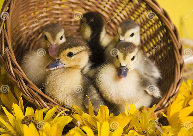 Easter ducks stock photo. Image of chicks, anatidae, lighting - 2057846