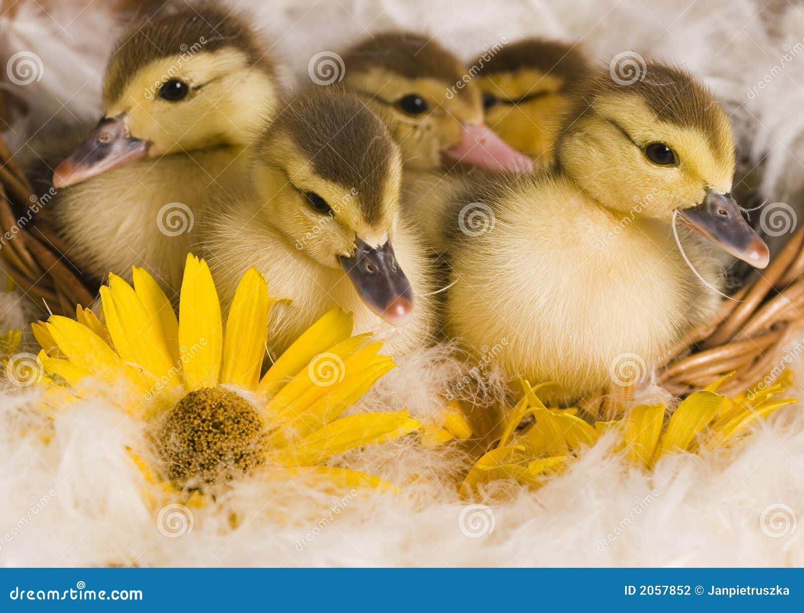 Easter ducks stock photo. Image of feet, duck, april, duckling - 2057852