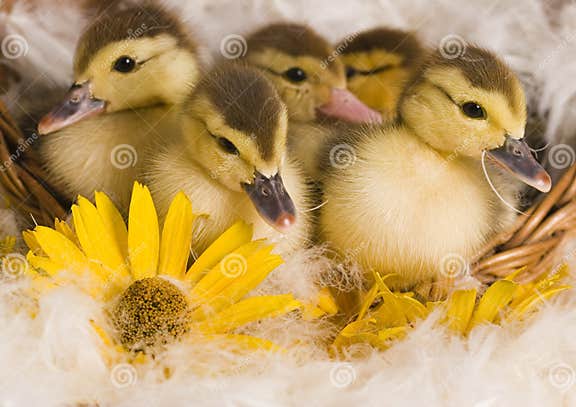 Easter ducks stock photo. Image of feet, duck, april, duckling - 2057852