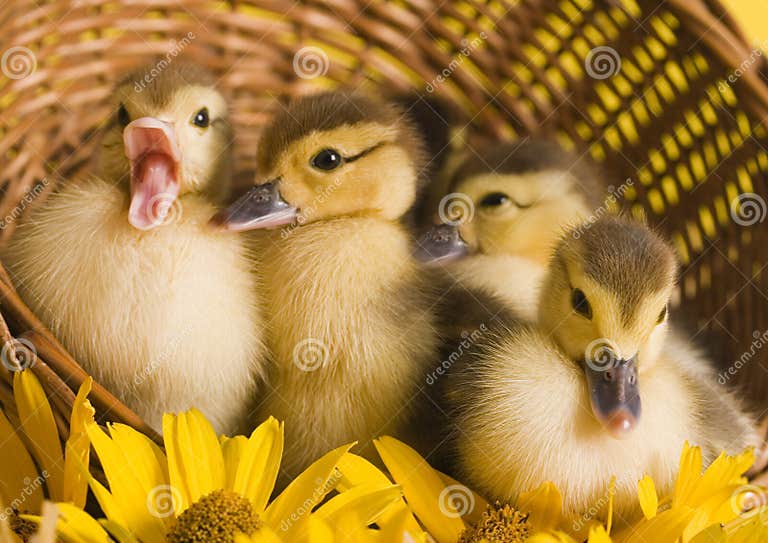 Easter ducks stock image. Image of holiday, small, basket - 2057861