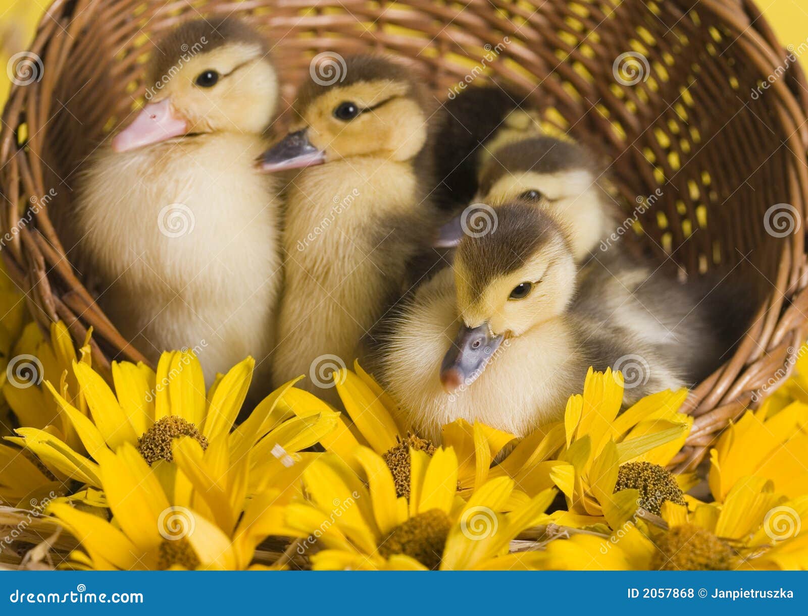 Easter ducks stock photo. Image of lighting, lovely, fuzzy - 2057868