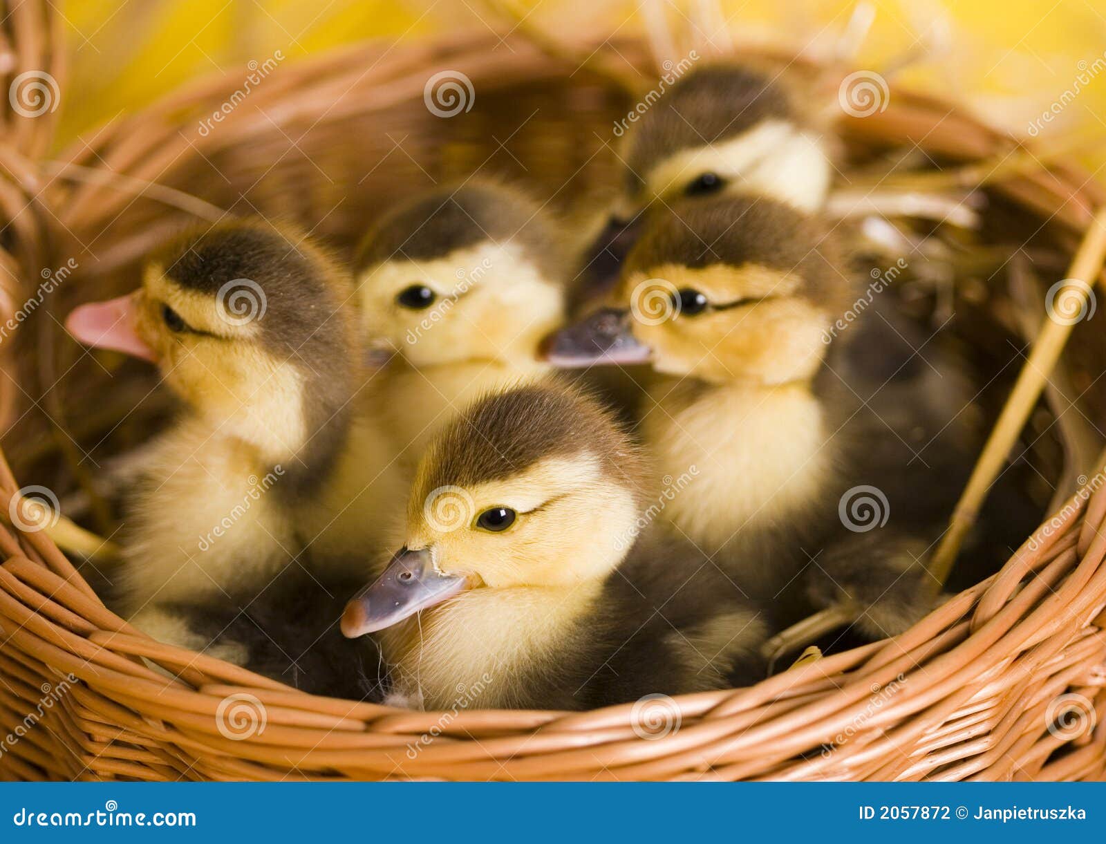 Easter ducks stock photo. Image of ducky, feet, animal - 2057872