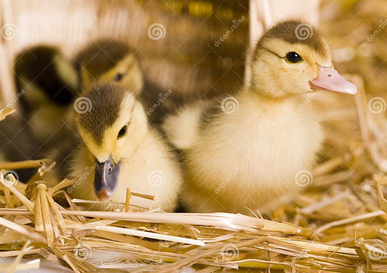 Easter ducks stock image. Image of duck, farm, birds, basket - 2057901