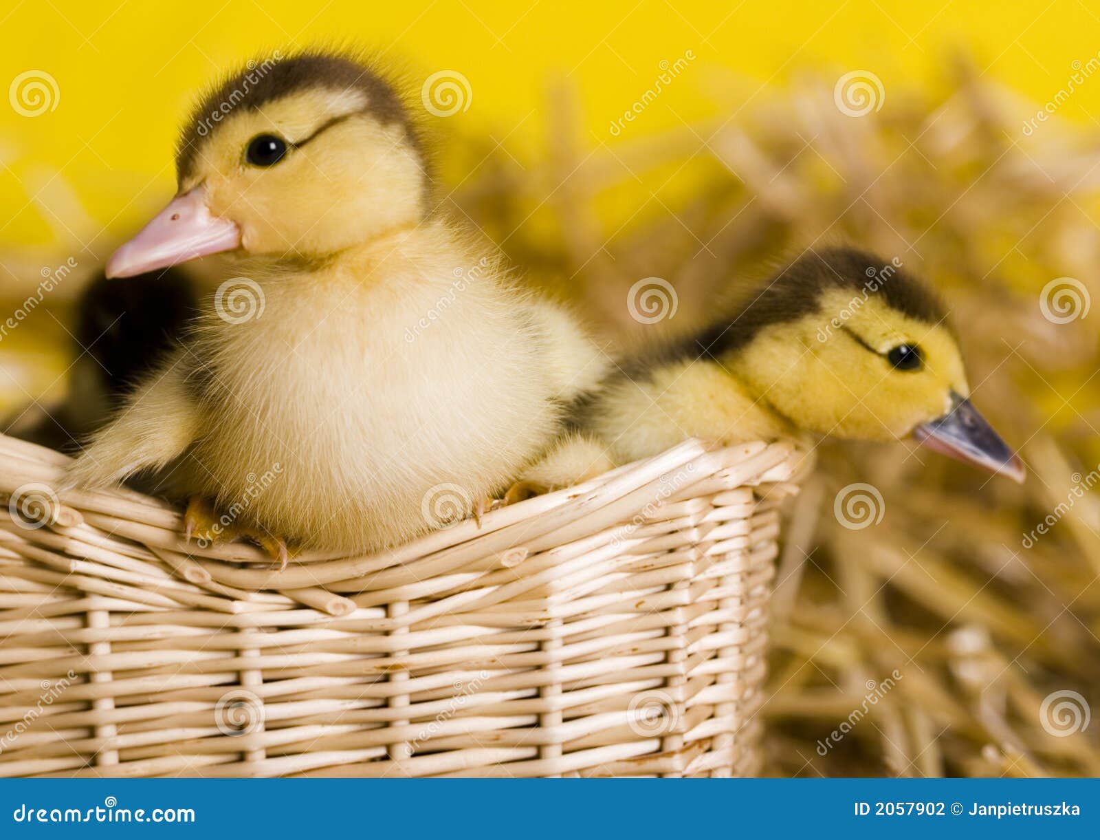 Easter ducks stock photo. Image of rendered, chick, beak - 2057902