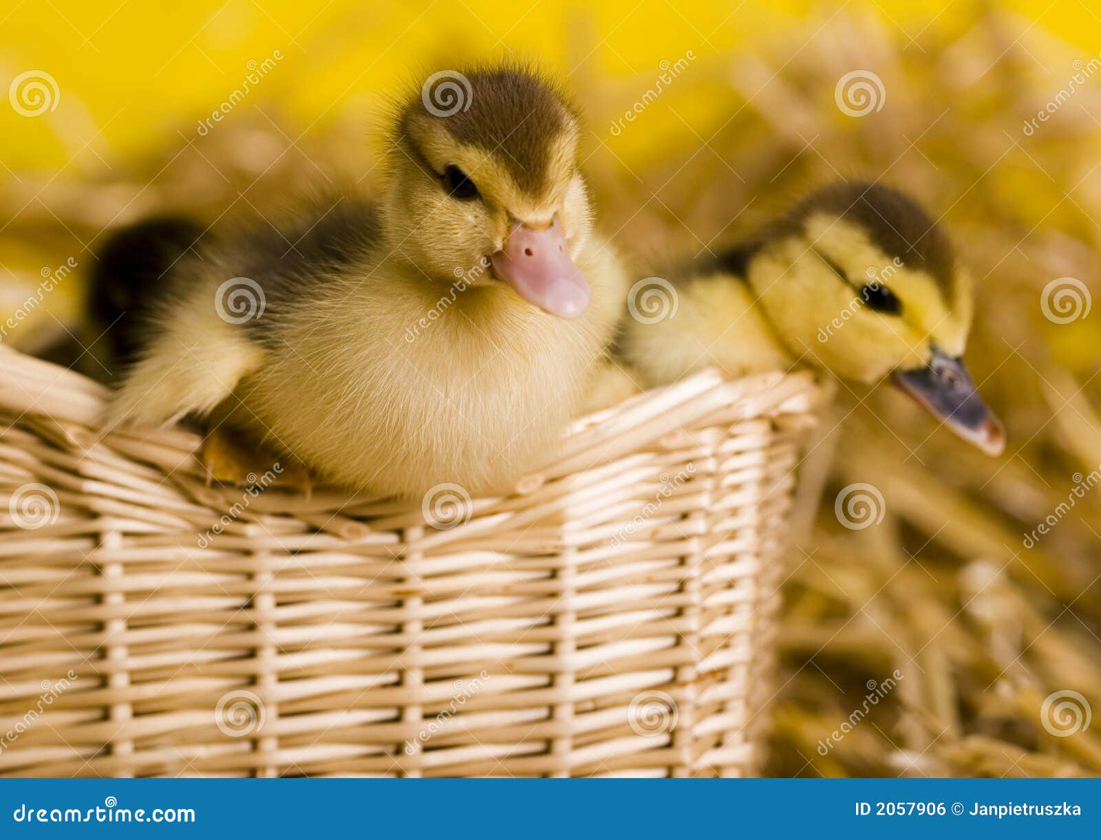 Easter Ducks Picture. Image: 2057906