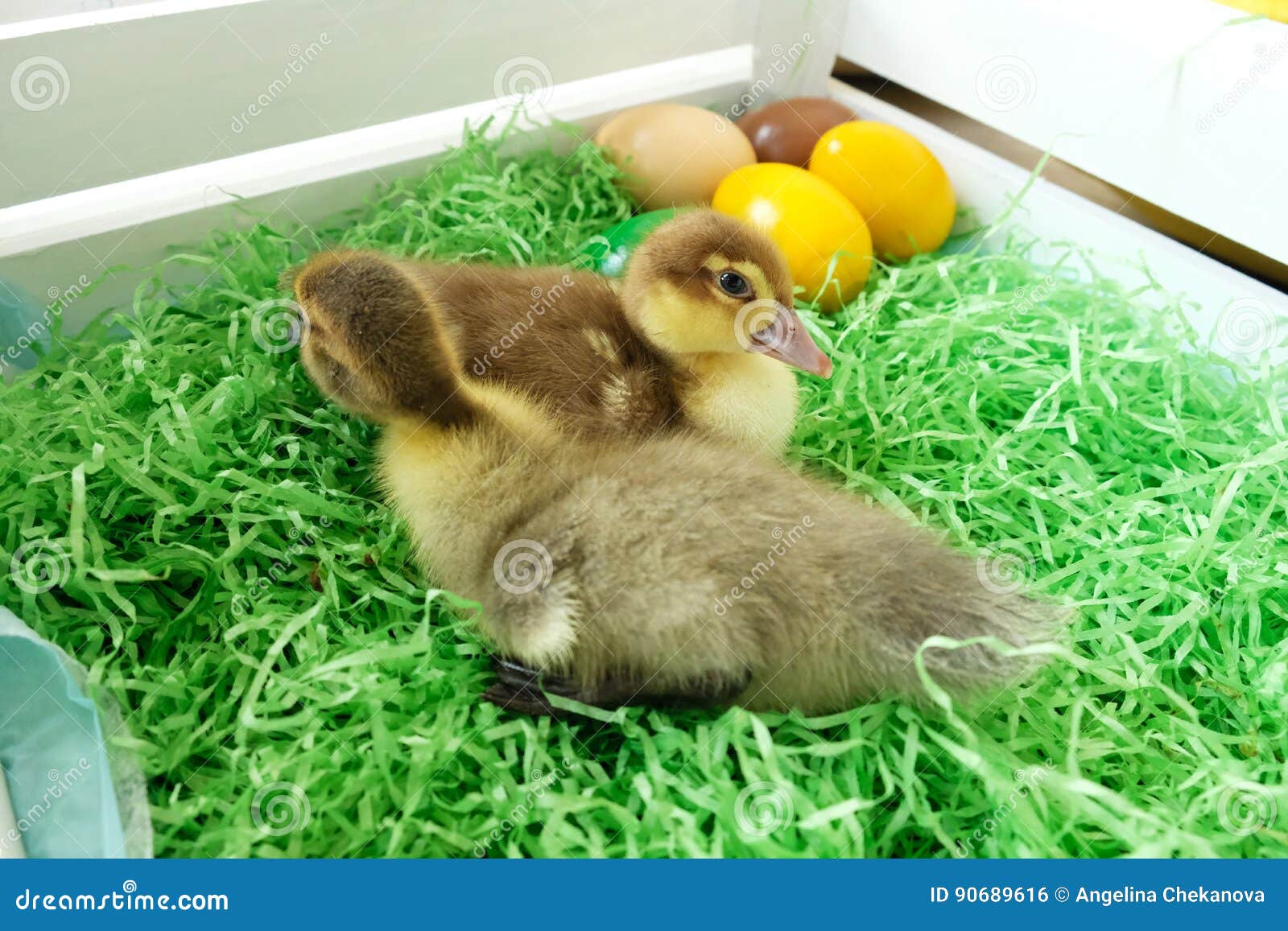 Easter ducks stock photo. Image of birds, easter, view - 90689616