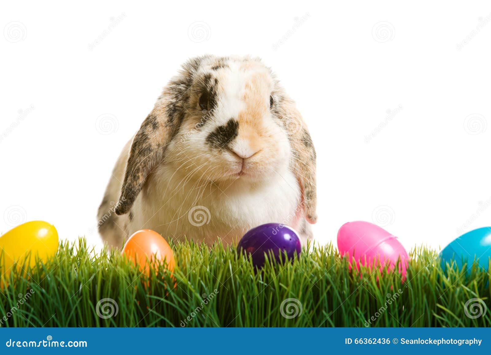 Easter: Easter Bunny Sitting in Grass with Plastic Easter Eggs Stock ...
