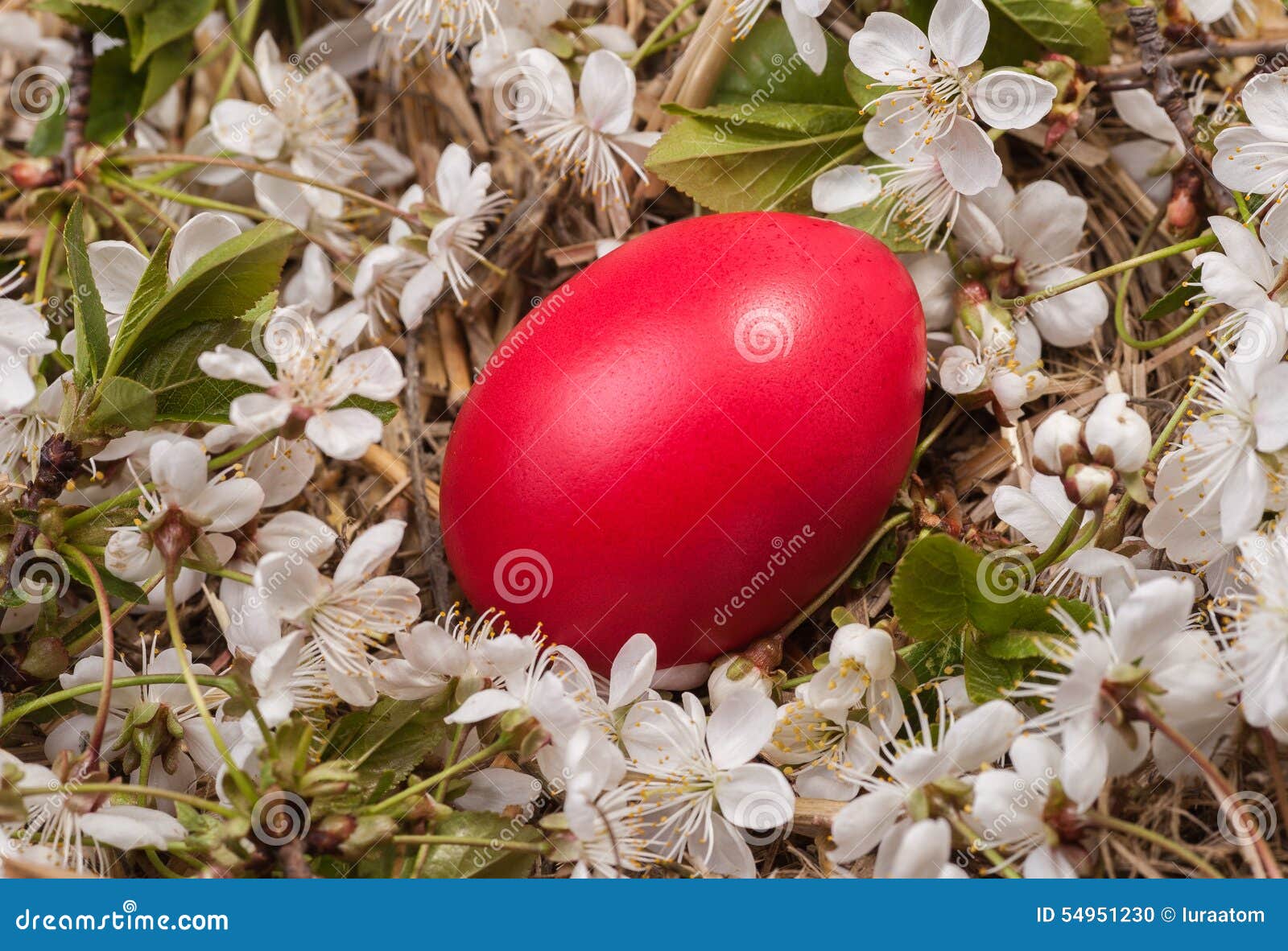 Easter Egg in Blossom stock photo. Image of green, colored - 54951230