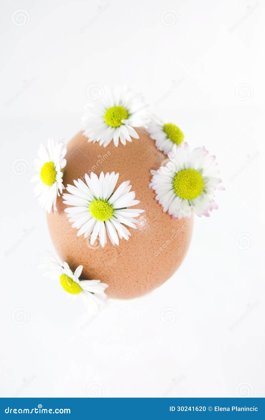 Easter egg stock photo. Image of daisy, spring, greeting - 30241620