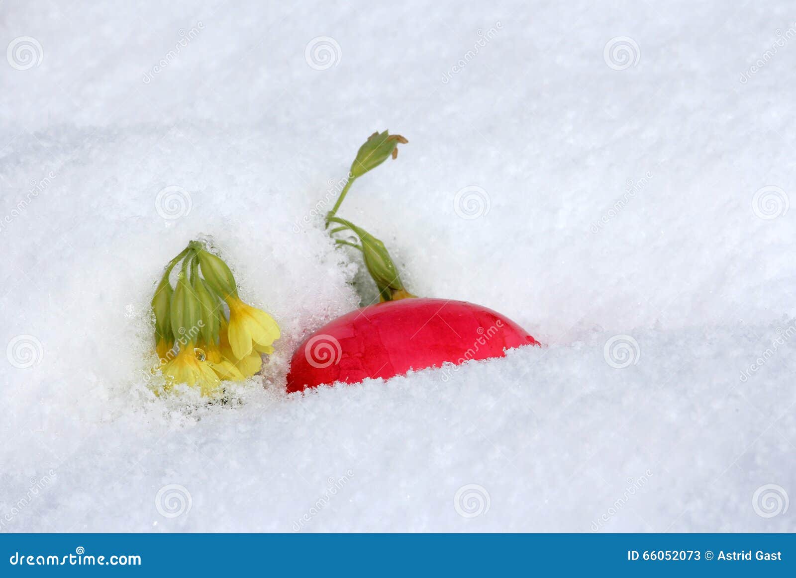 The Easter egg in the snow stock image. Image of feast - 66052073