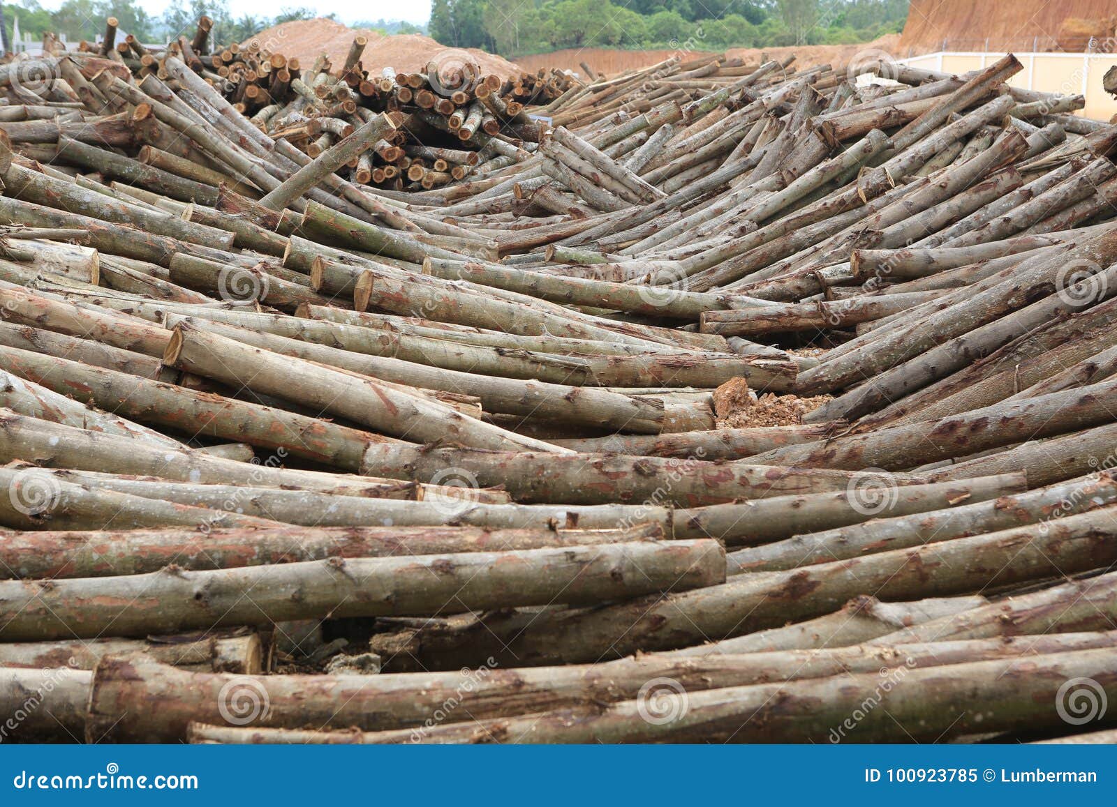 Acacia Timber Log Raw Material Stock Image - Image of pile, material ...